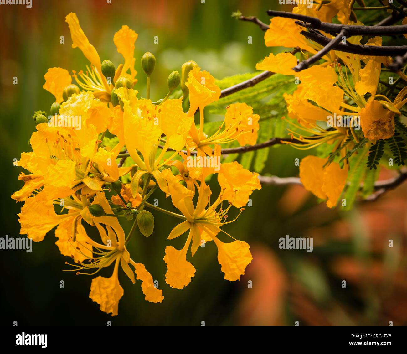 Plants, Trees, Flowers, A Flame Tree, Flamboyant, or Royal Poinciana ...