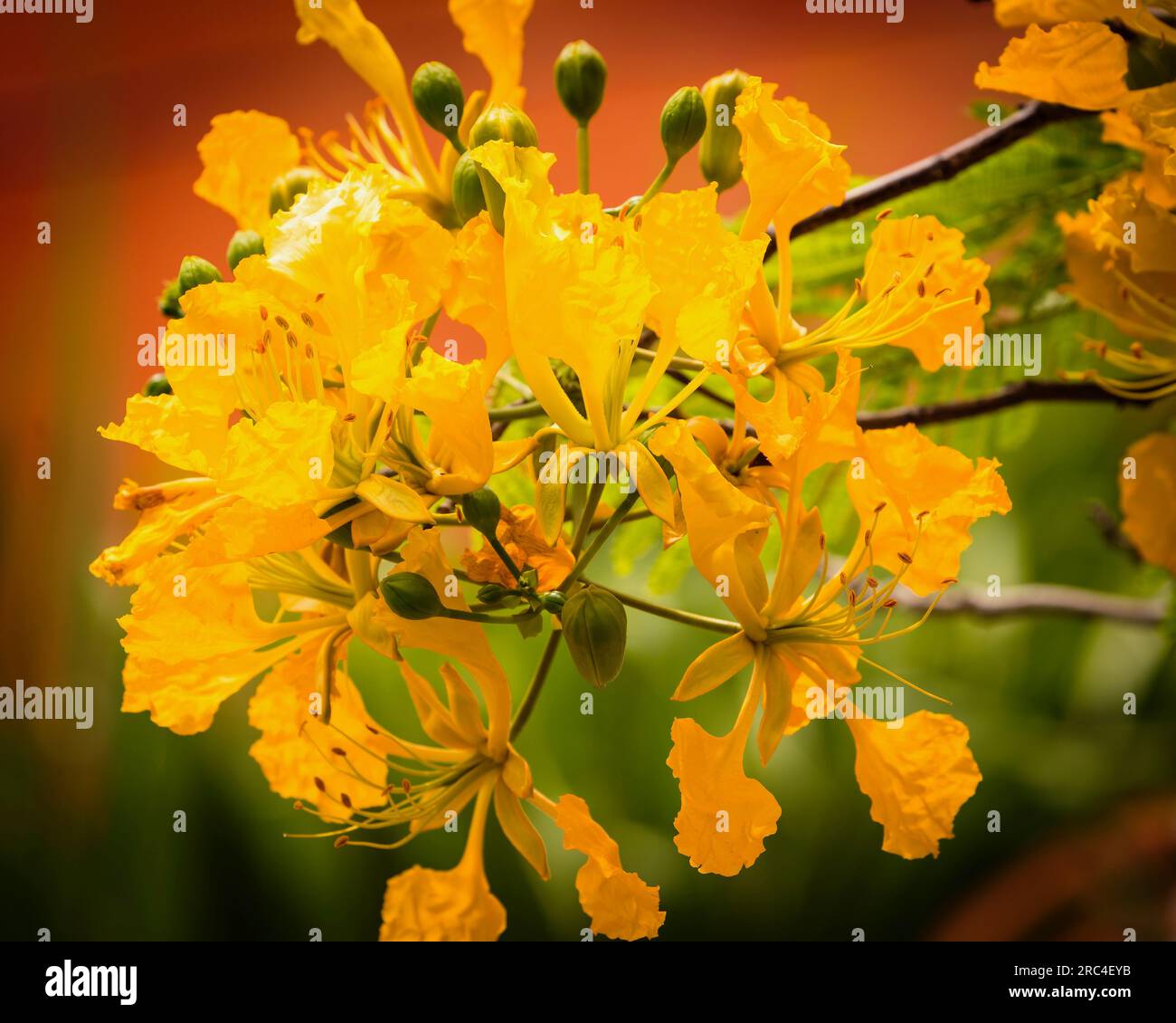 Plants, Trees, Flowers, A Flame Tree, Flamboyant, or Royal Poinciana ...