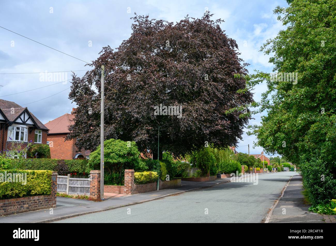 Mature vegetation hi-res stock photography and images - Alamy