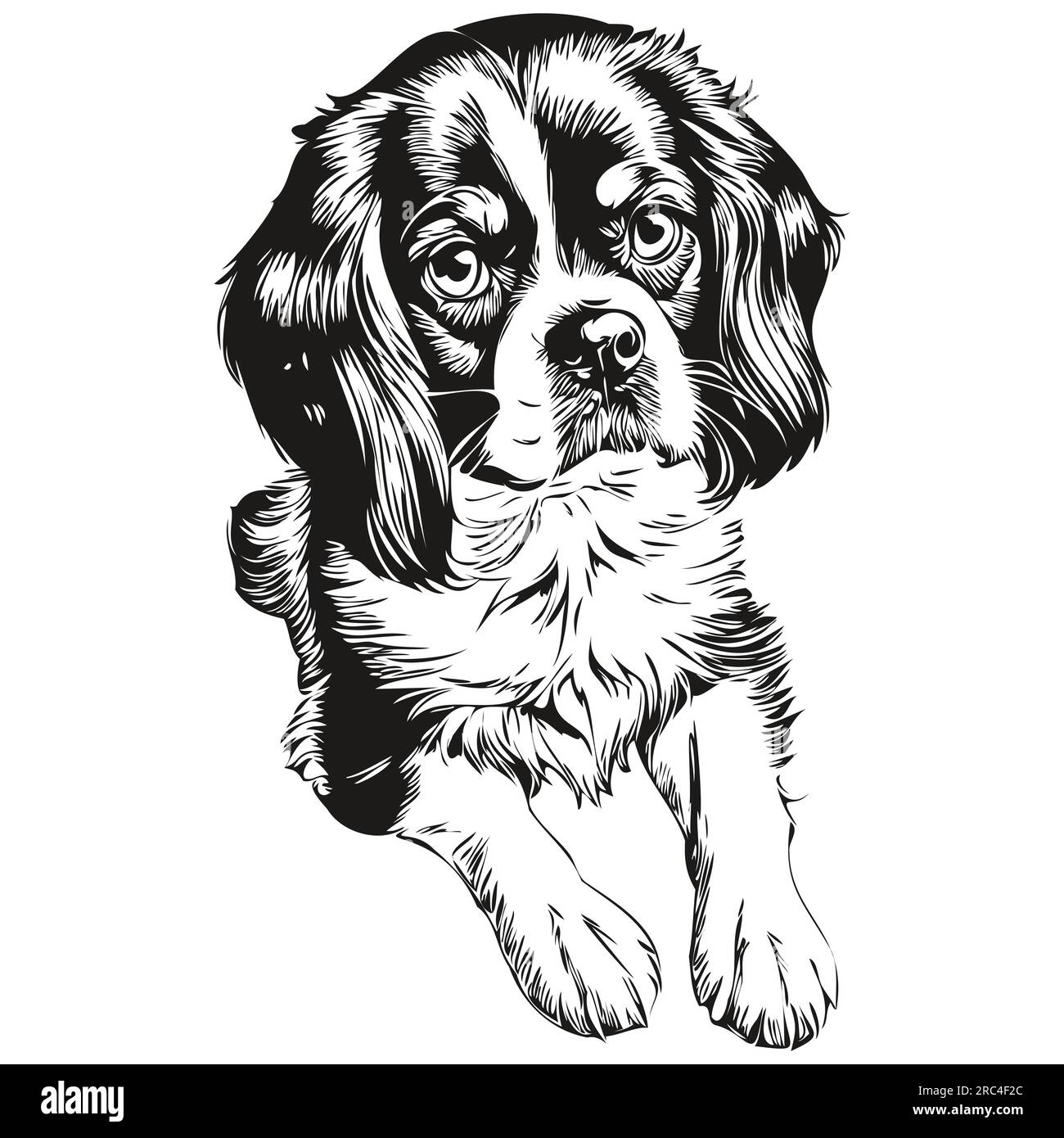 English Toy Spaniel dog head line drawing vector,hand drawn ...