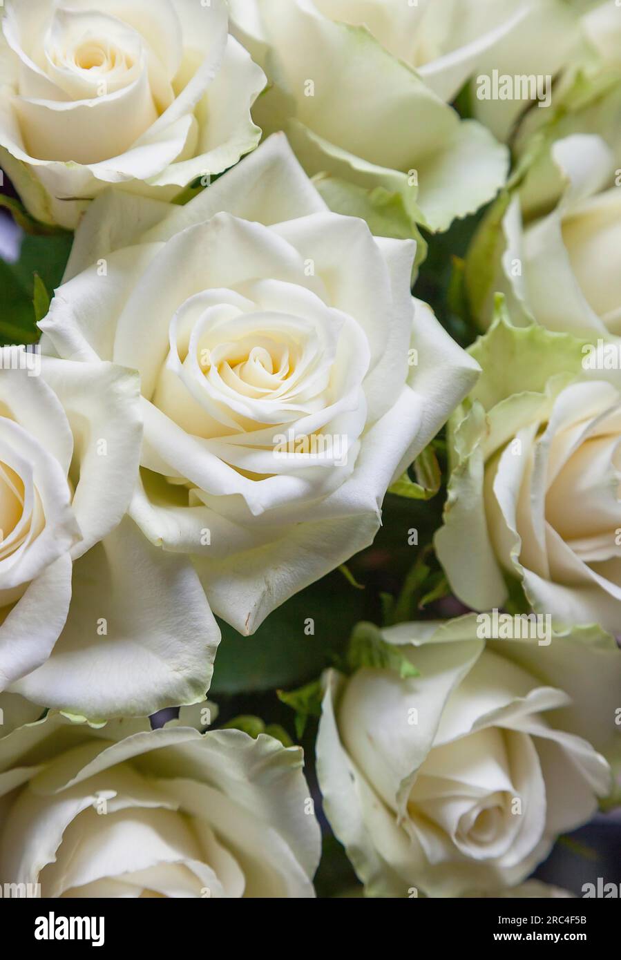 Flora, Flowers, Rose, Rosa, White Roses in vase Stock Photo - Alamy