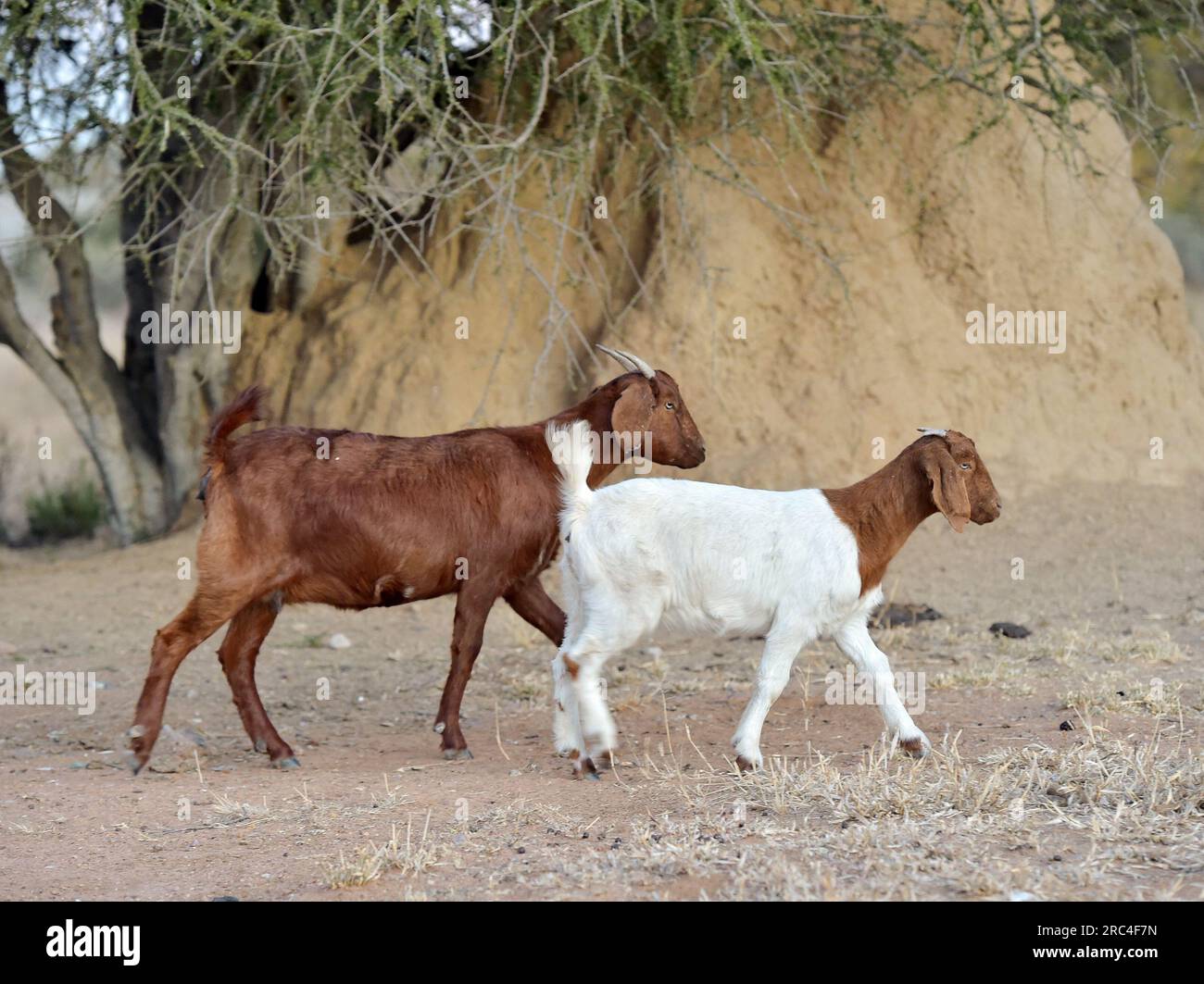 Gaborone, Botswana. 11th July, 2023. Goats are seen in Mmopane village ...