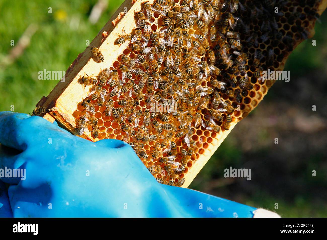 England, Kent, Yalding Organic Gardens, Food, Fresh honey being ...