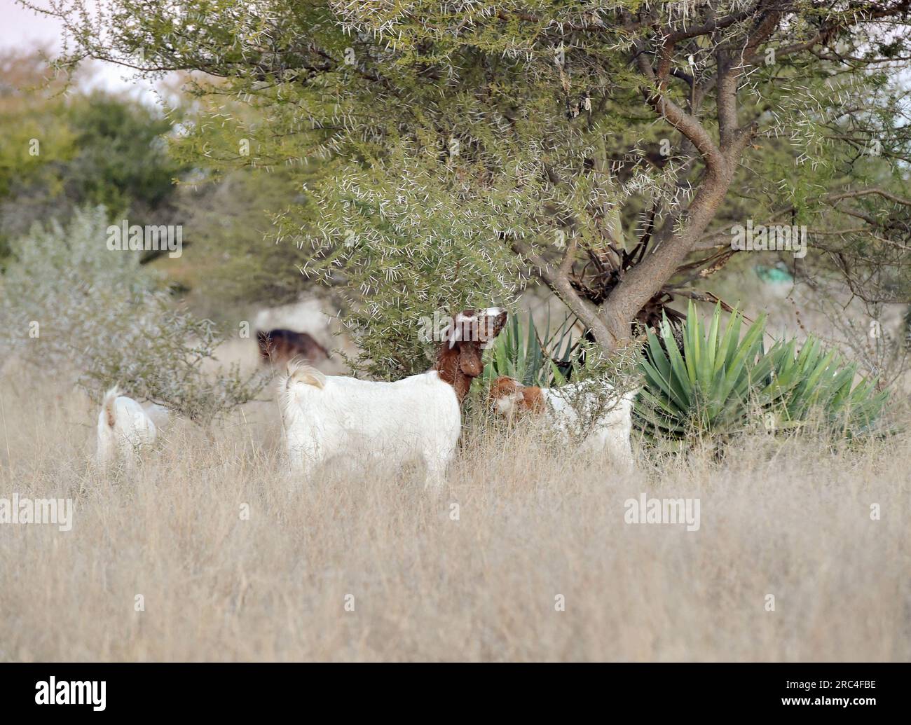 (230712) -- GABORONE, July 12, 2023 (Xinhua) -- Goats are seen in ...