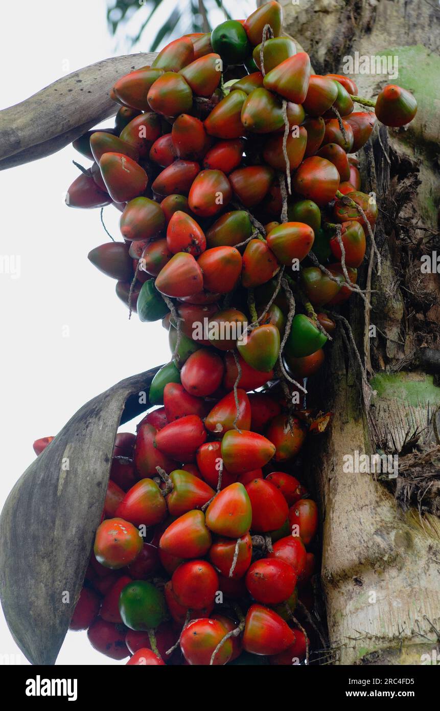 Colombia, Piraparana, Peach palm/chontaduro fruit Stock Photo - Alamy