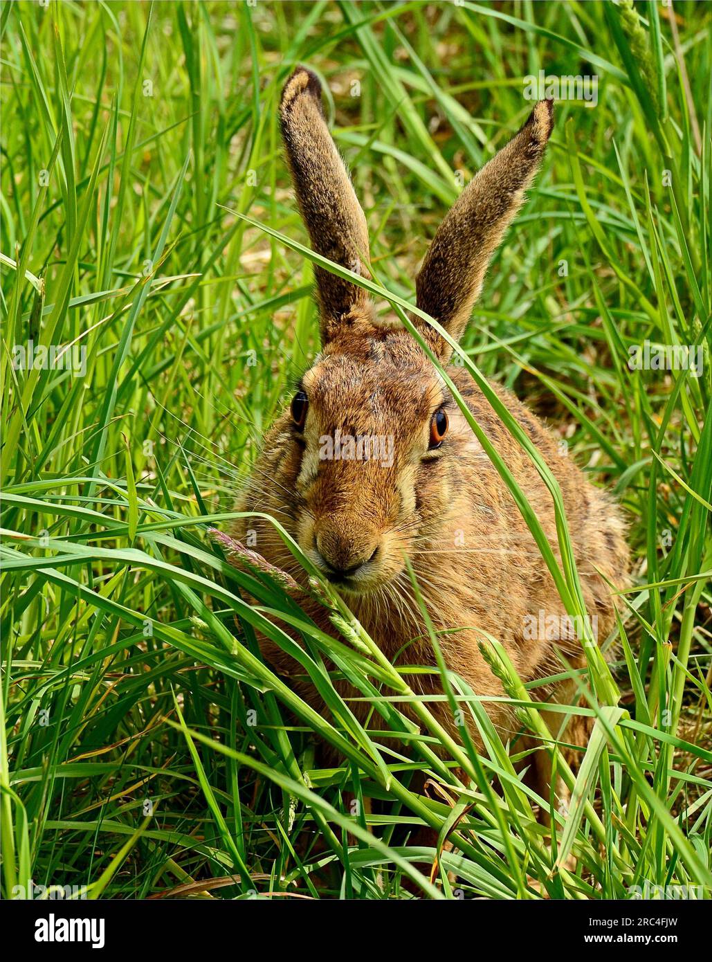 Hare hares hi-res stock photography and images - Alamy