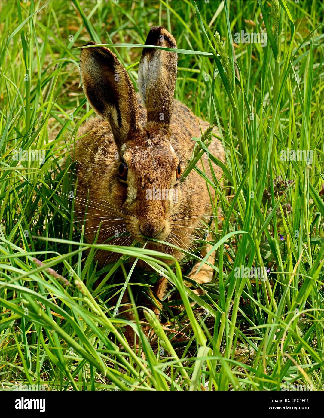 Hairy hare hi-res stock photography and images - Alamy