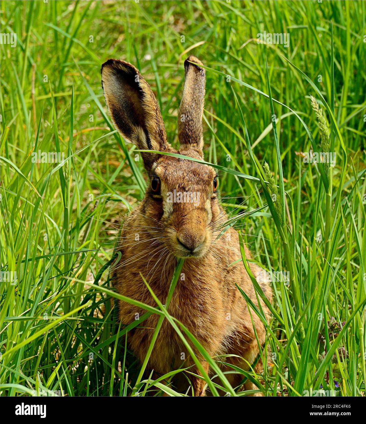Hare field flowers uk hi-res stock photography and images - Alamy