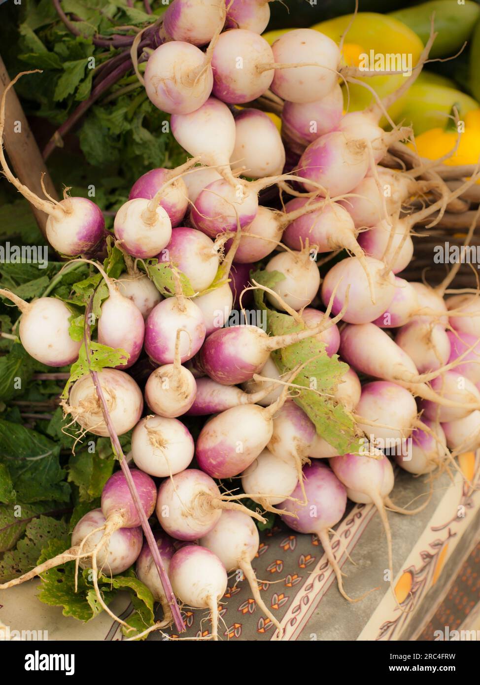 Red raddish hi-res stock photography and images - Alamy