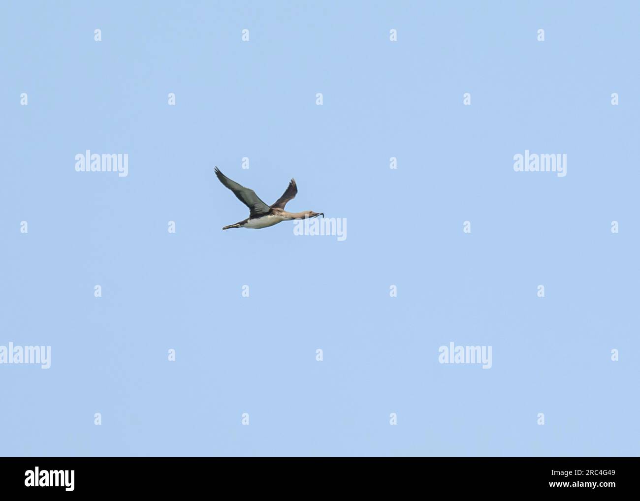 Diver red-throated (Gavia stellata), in flight carrying fish, Fetlar ...