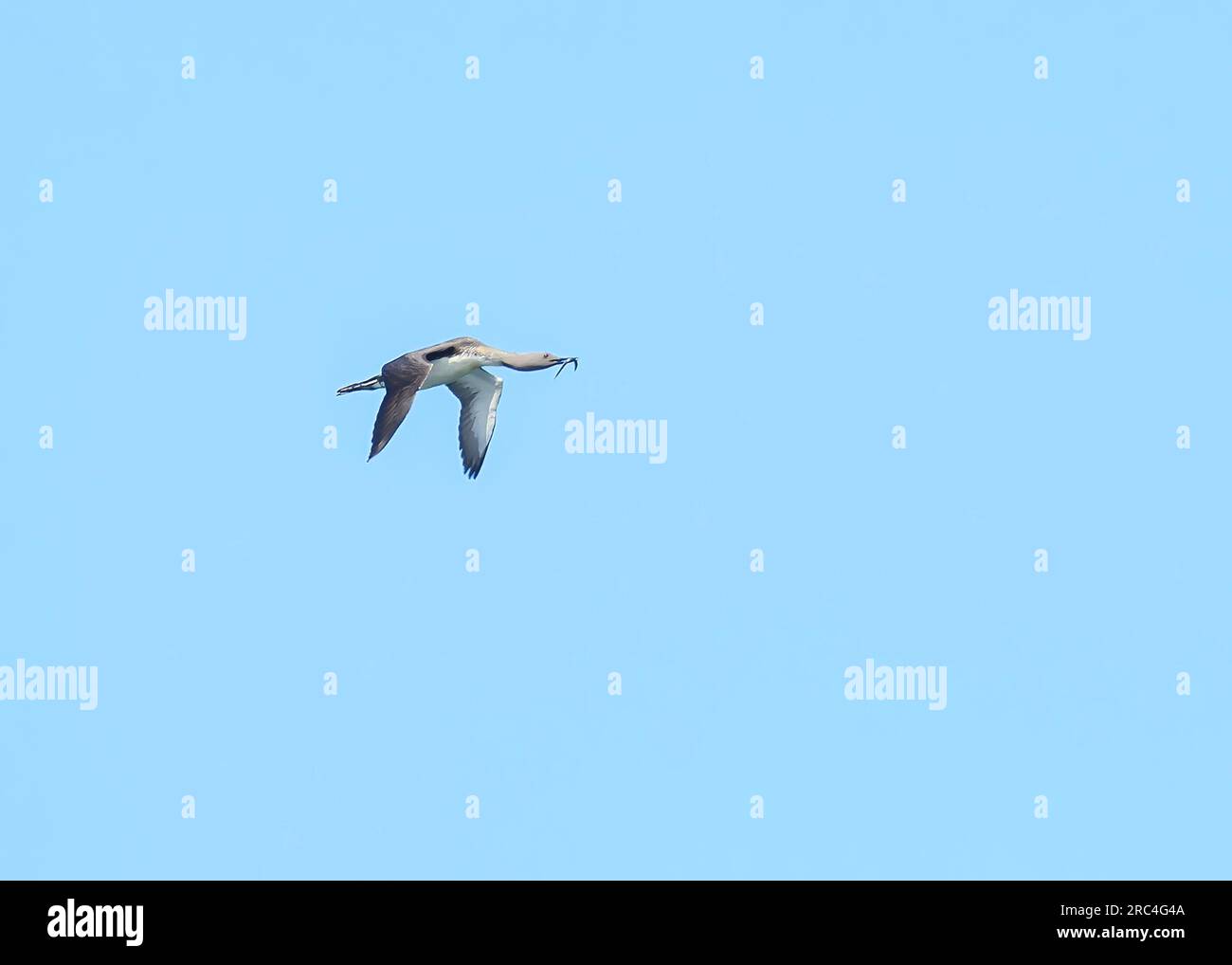 Diver red-throated (Gavia stellata), in flight carrying fish, Fetlar ...