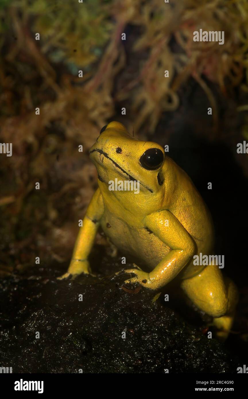 Vertical closeup on a most poisonus vertrebrate of the worl, the ...