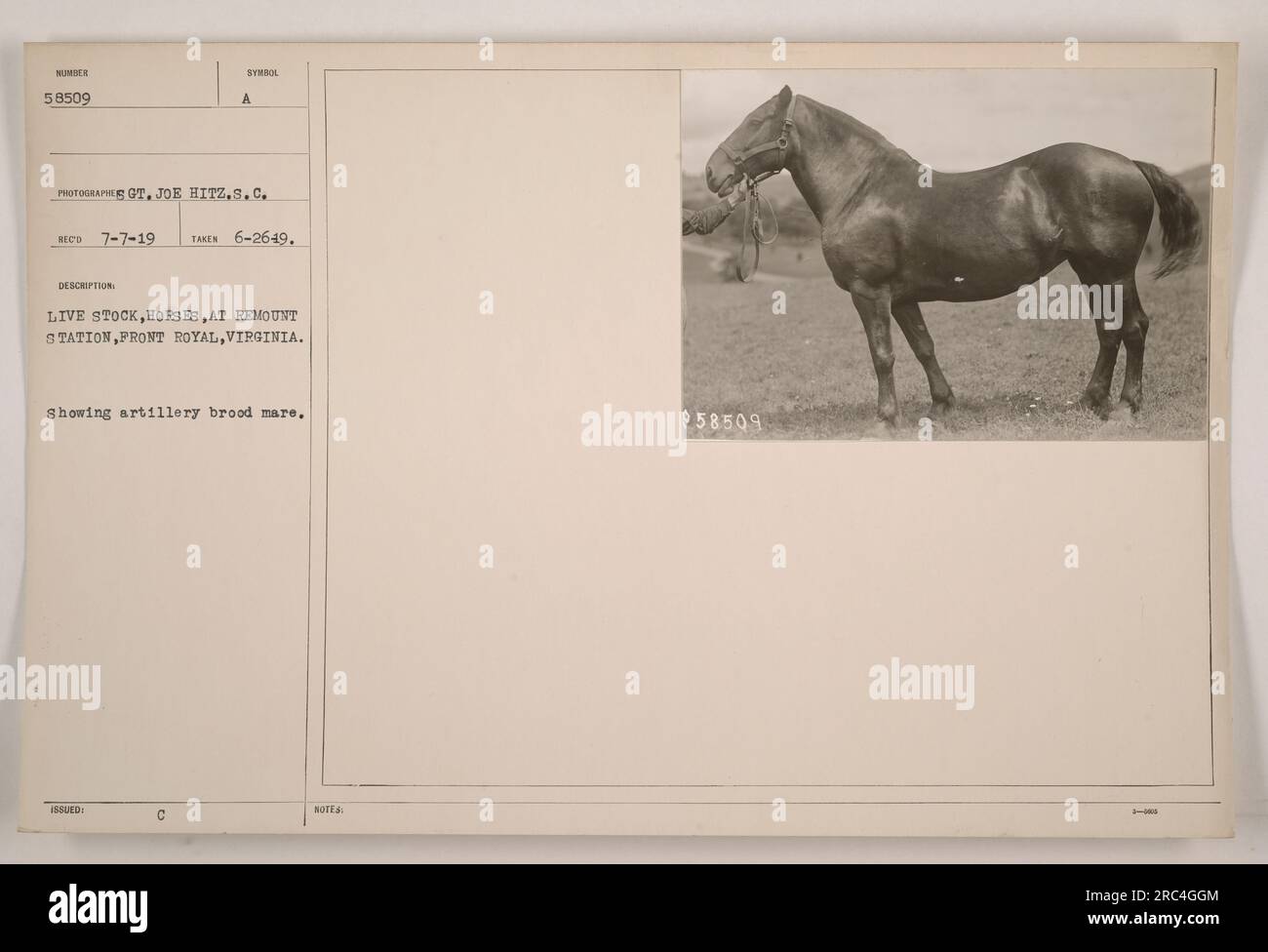 At the Remount Depot in Front Royal, Virginia, this photograph was ...