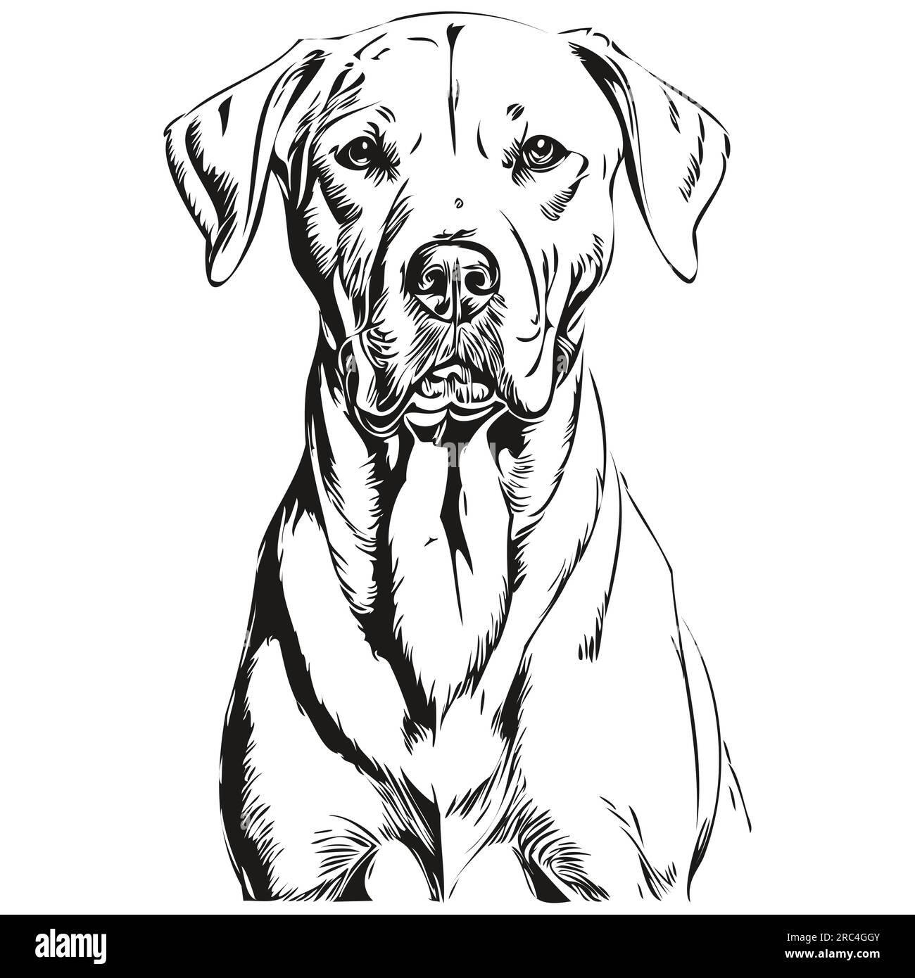 Dogo argentino Stock Vector Images - Alamy