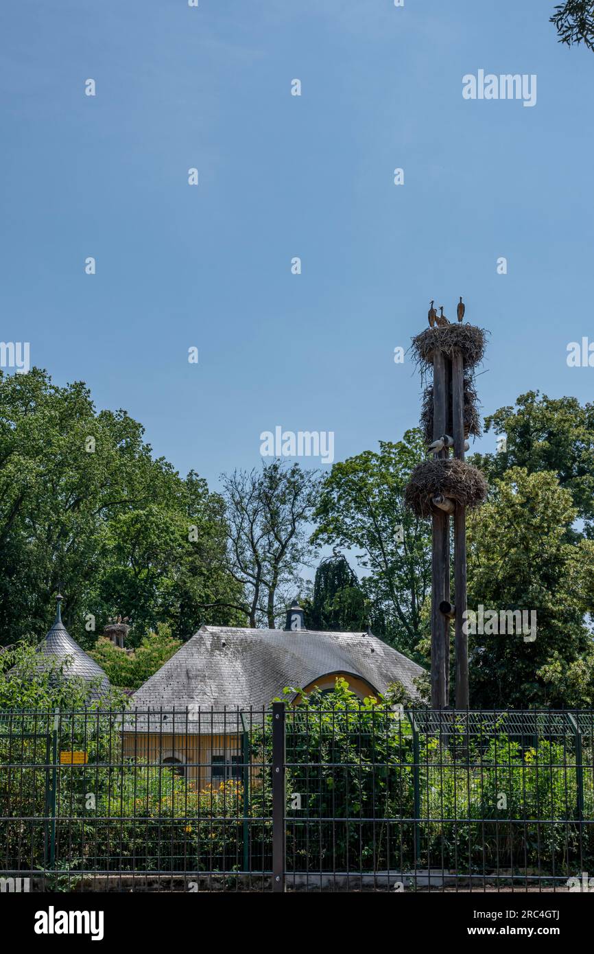 Orangerie Park: View of storks perched on their nest in the Orangery ...