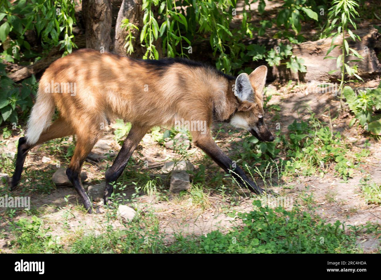 Maned forest hi-res stock photography and images - Alamy