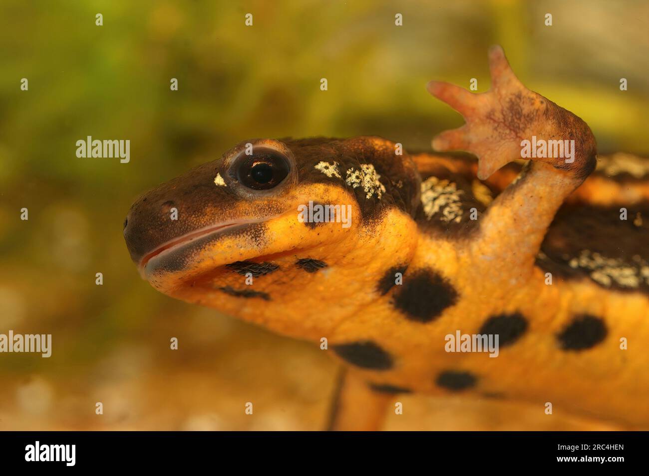 Detailed closeup on a colorful Japanese sword-tailed firebellied newt ...