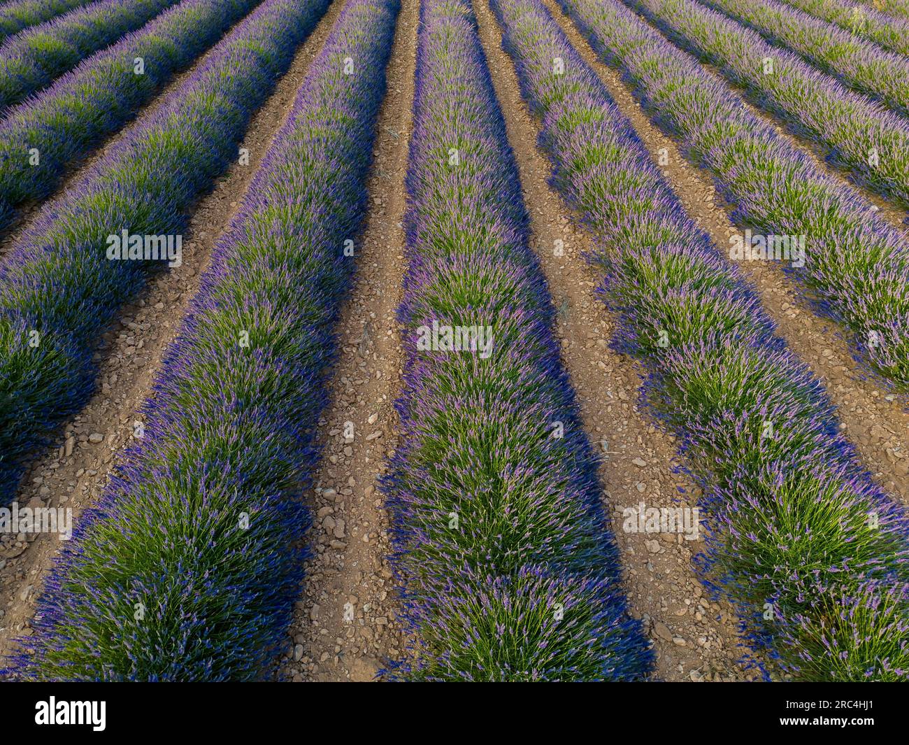 Aerial view of lavender fields in valensole, france hi-res stock photography and images - Alamy
