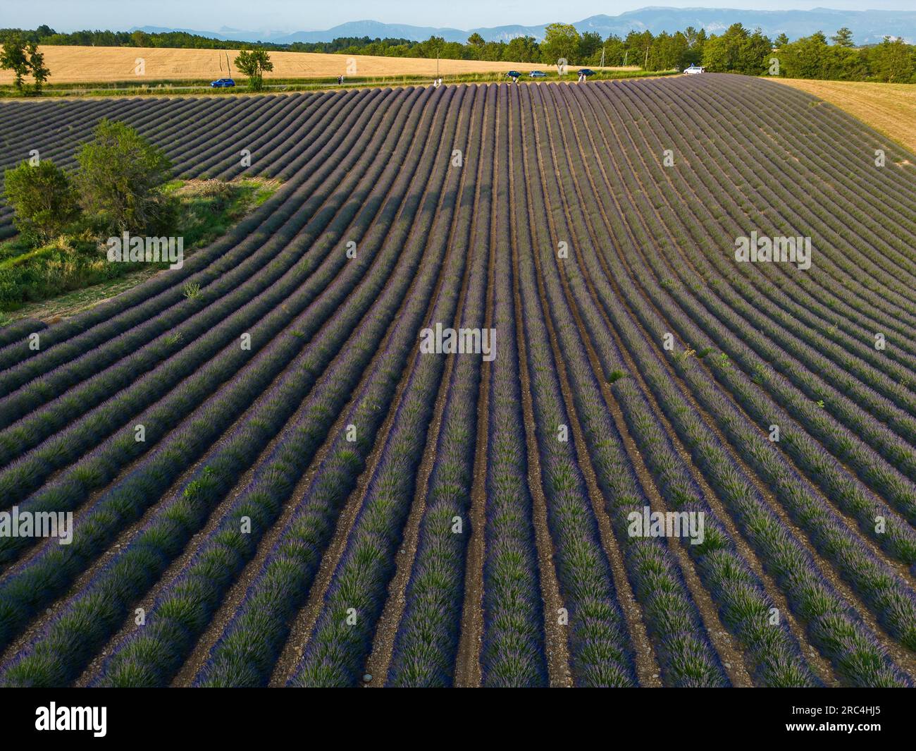Aerial view of lavender fields in valensole, france hi-res stock photography and images - Alamy