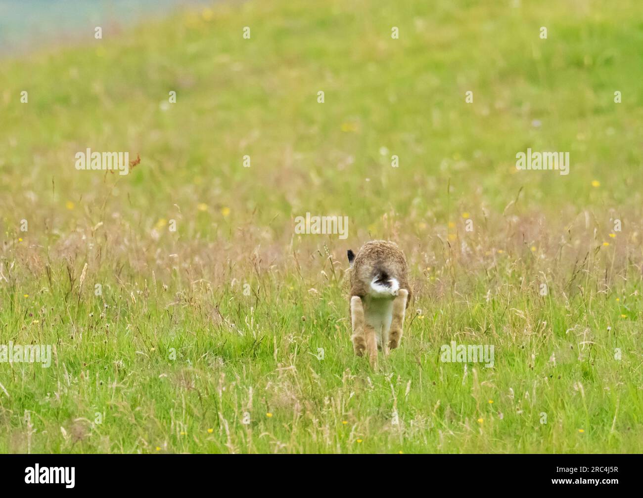 Hare leg hi-res stock photography and images - Alamy