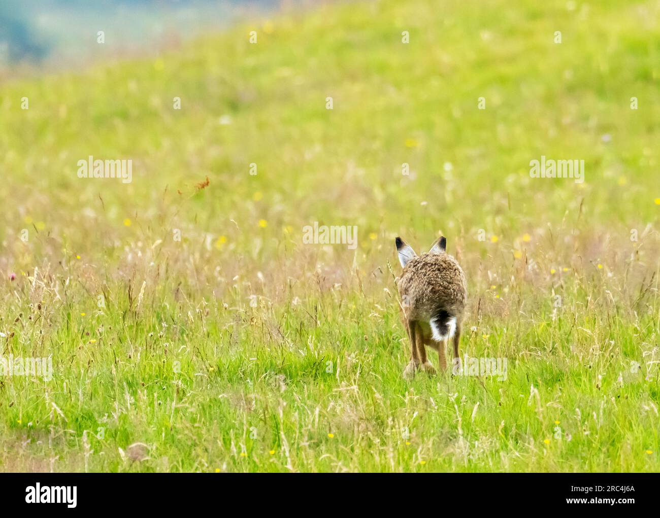 Hare leg hi-res stock photography and images - Alamy