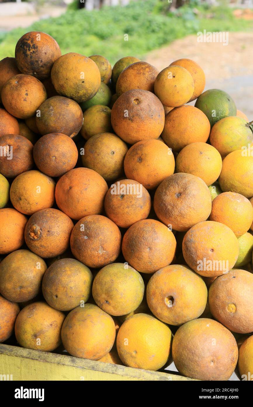 cruz das almas, bahia, brazil - july 7, 2023: navel orange for sale ...