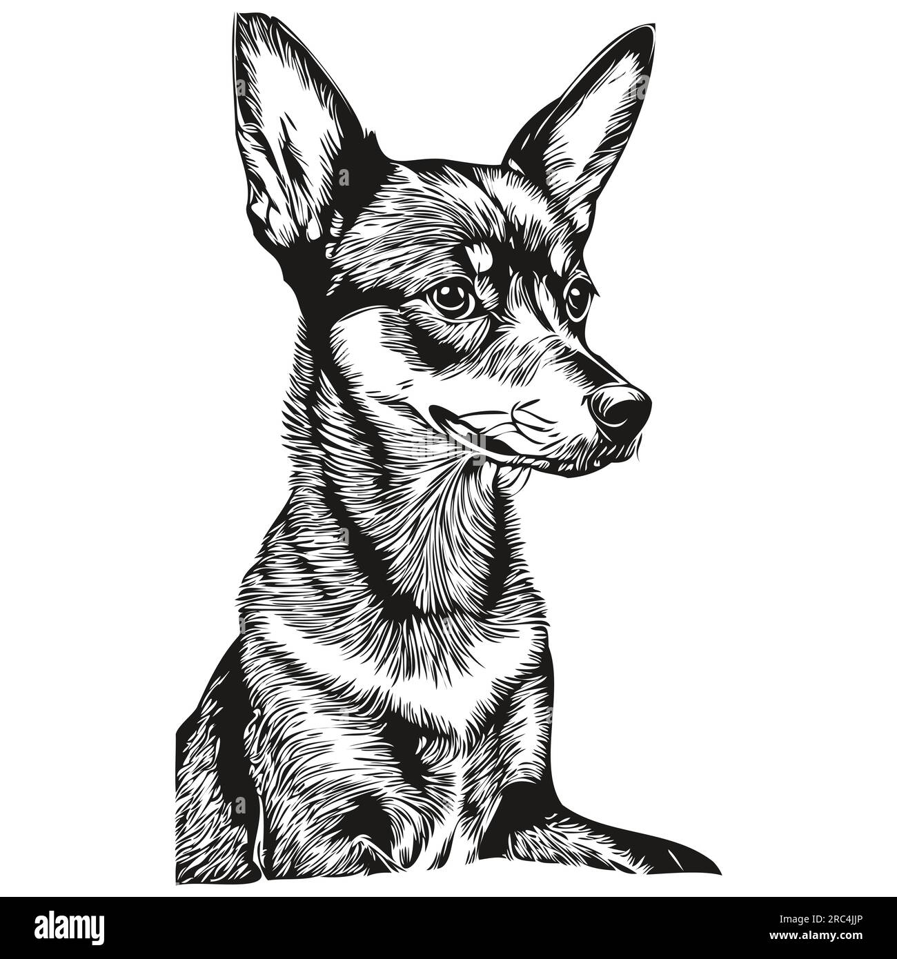 Pinscher breed dog Stock Vector Images - Alamy