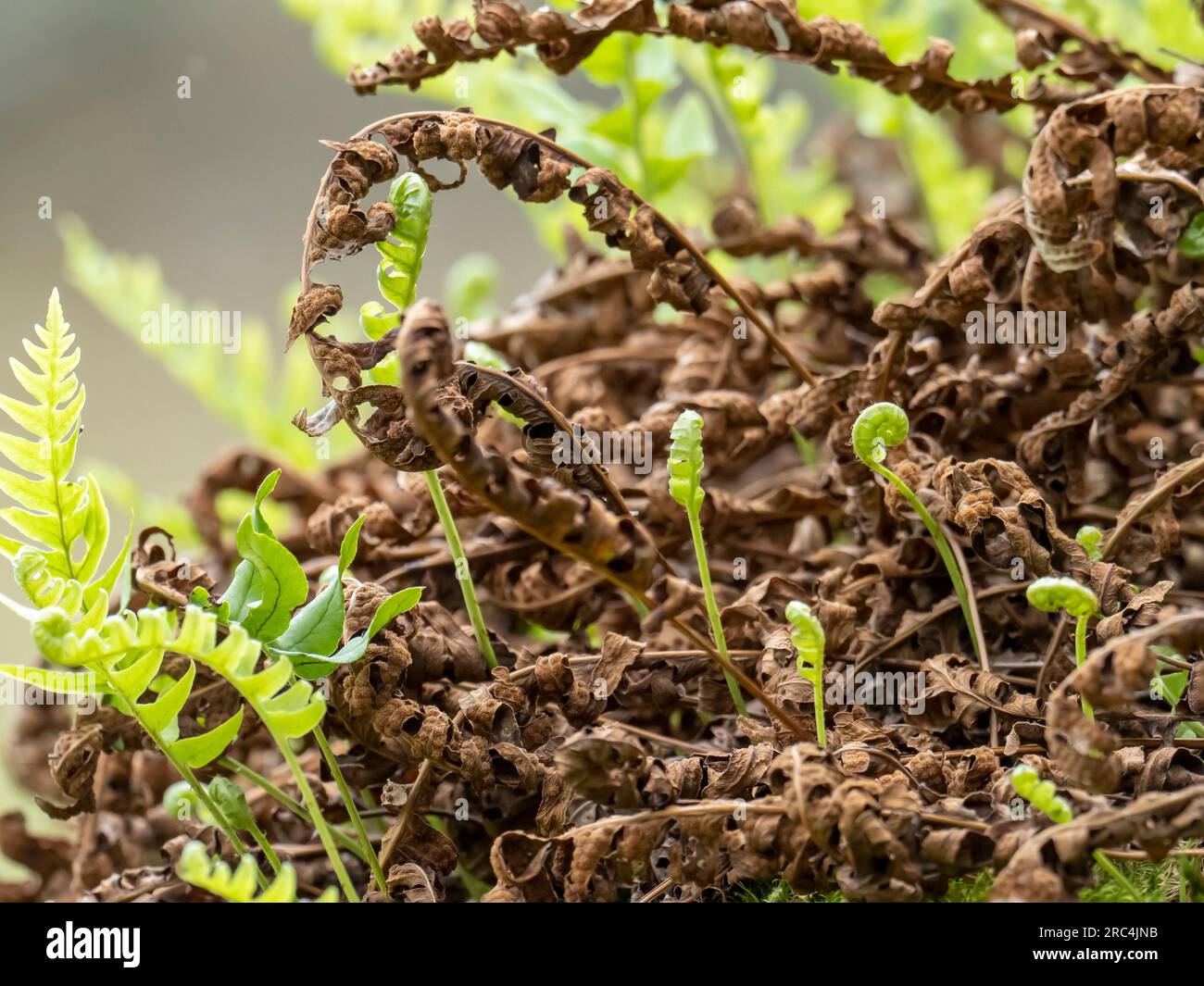 Polypody ferns hi-res stock photography and images - Alamy