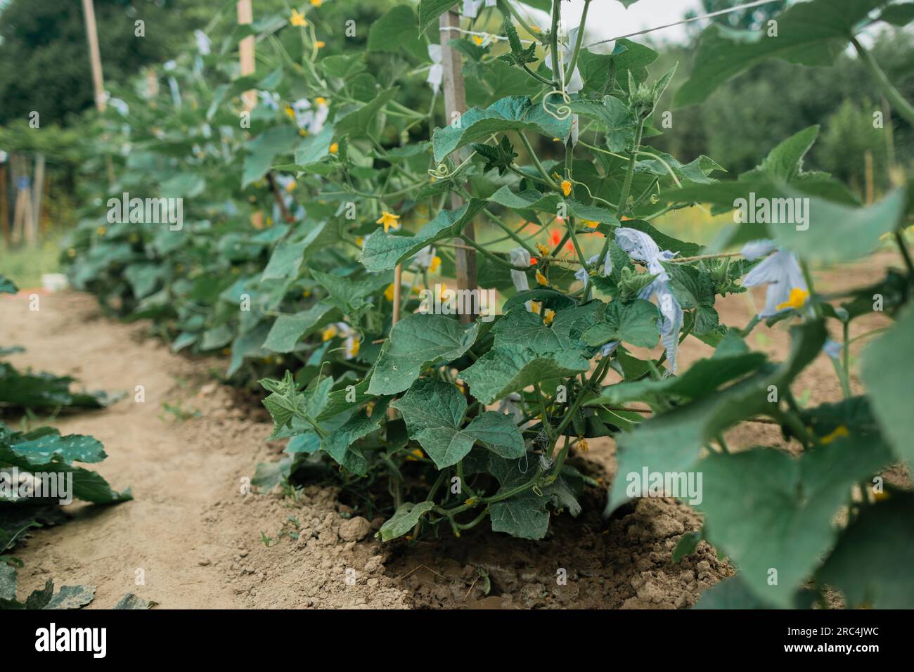 The growth and blooming of greenhouse cucumbers. the Bush cucumber on ...