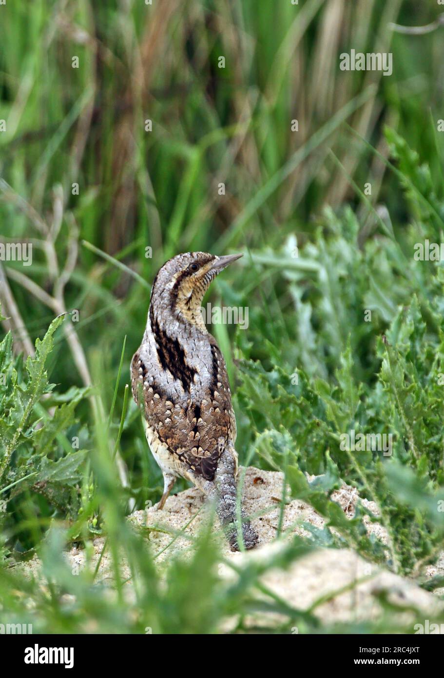 Eurasian Wryneck (Jynx torquilla) adult standing on ground Eccles-on ...