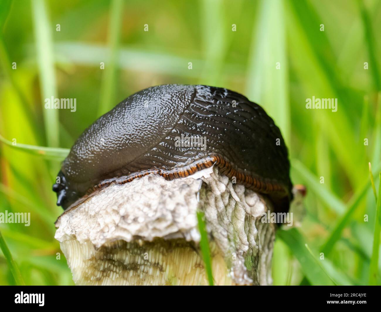 A slug eating funghi in Austwick in the Yorkshire Dales, UK Stock Photo ...