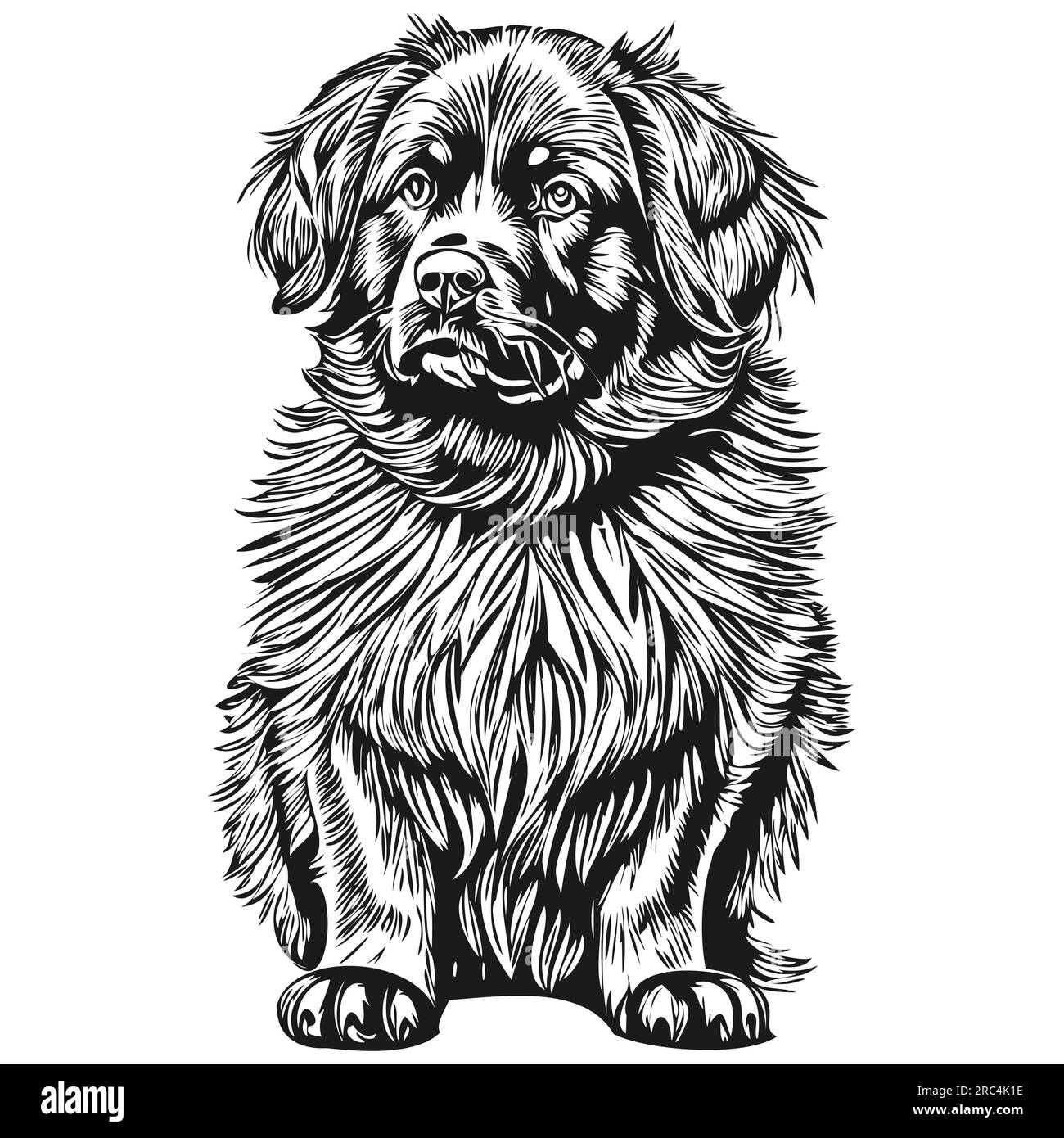 Newfoundland dog white background Stock Vector Images - Alamy