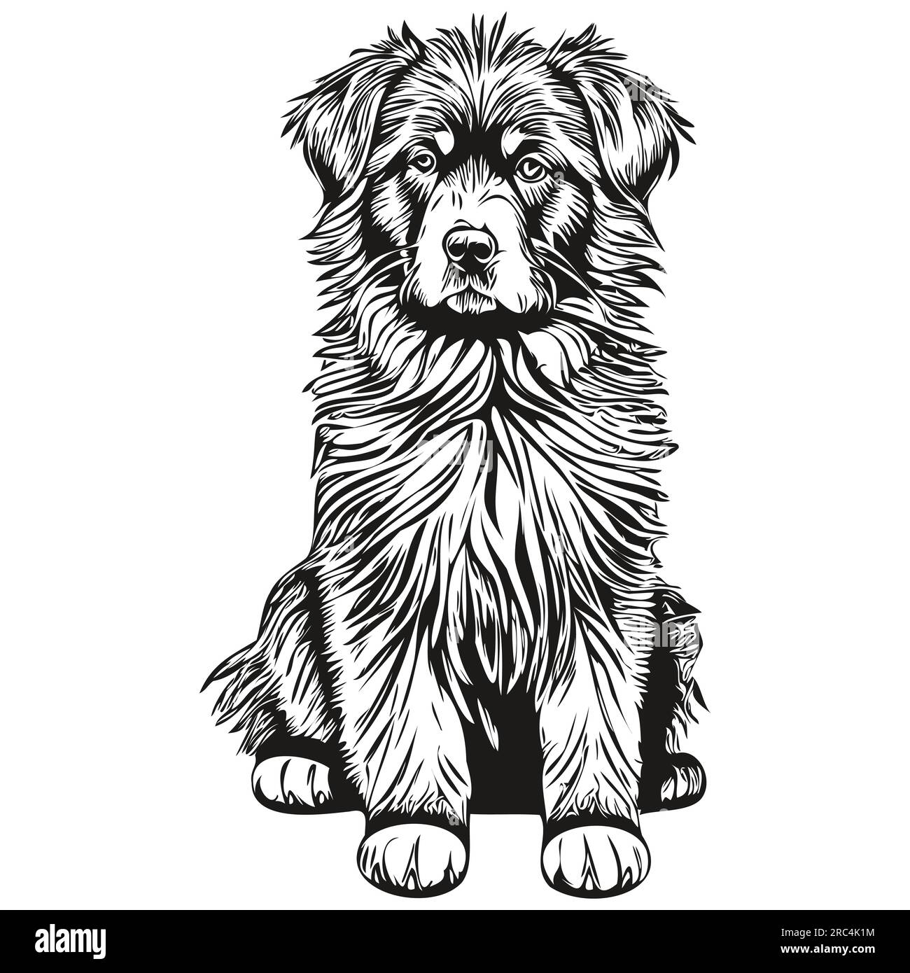 Newfoundland dog white background Stock Vector Images - Alamy