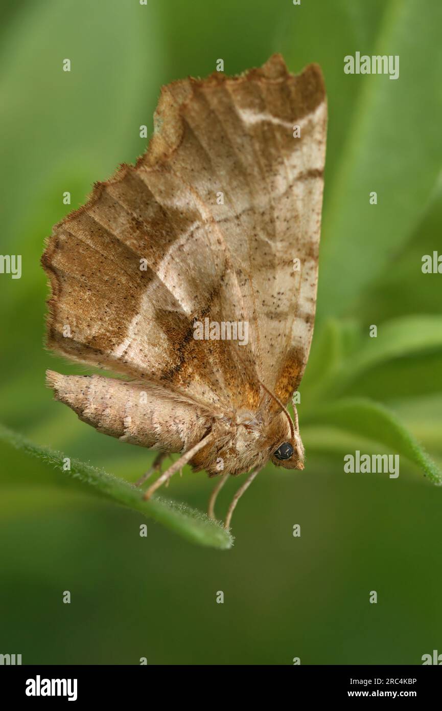 Selenia dentaria hi-res stock photography and images - Alamy