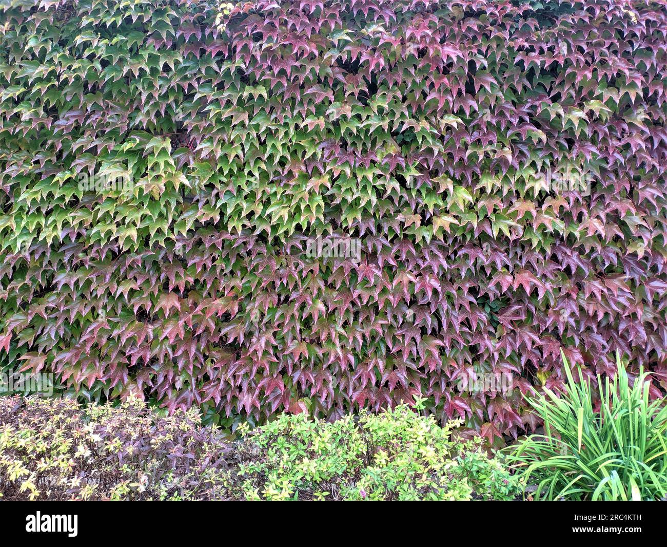 Texture of grass or green hedge juniper bush. Background eco panel ivy ...