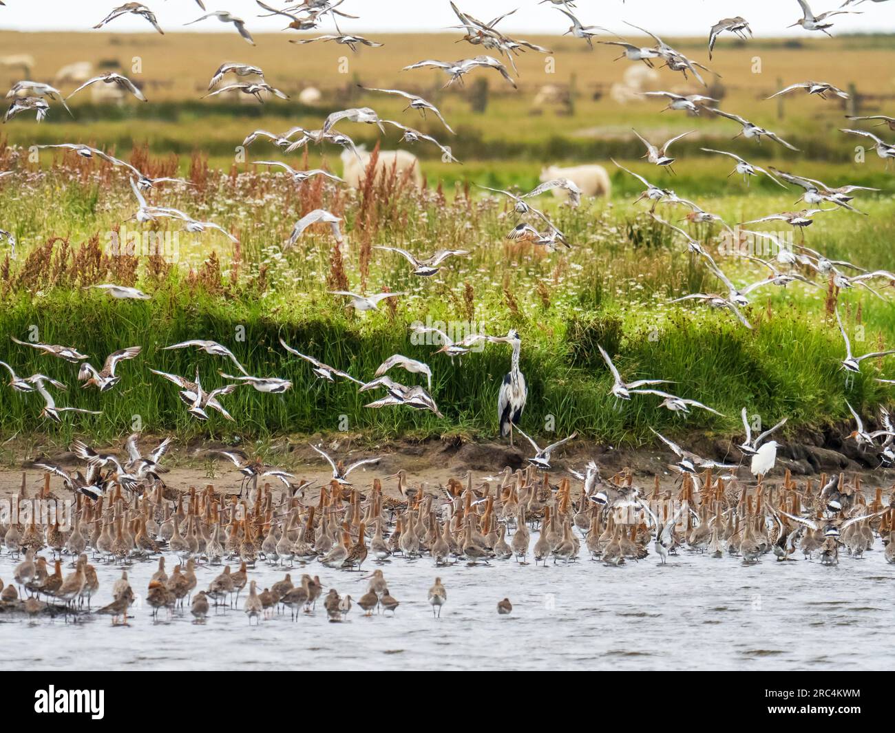 A flock of mainly Black Tailed Godwit; Limosa limosa, with a few Bar ...