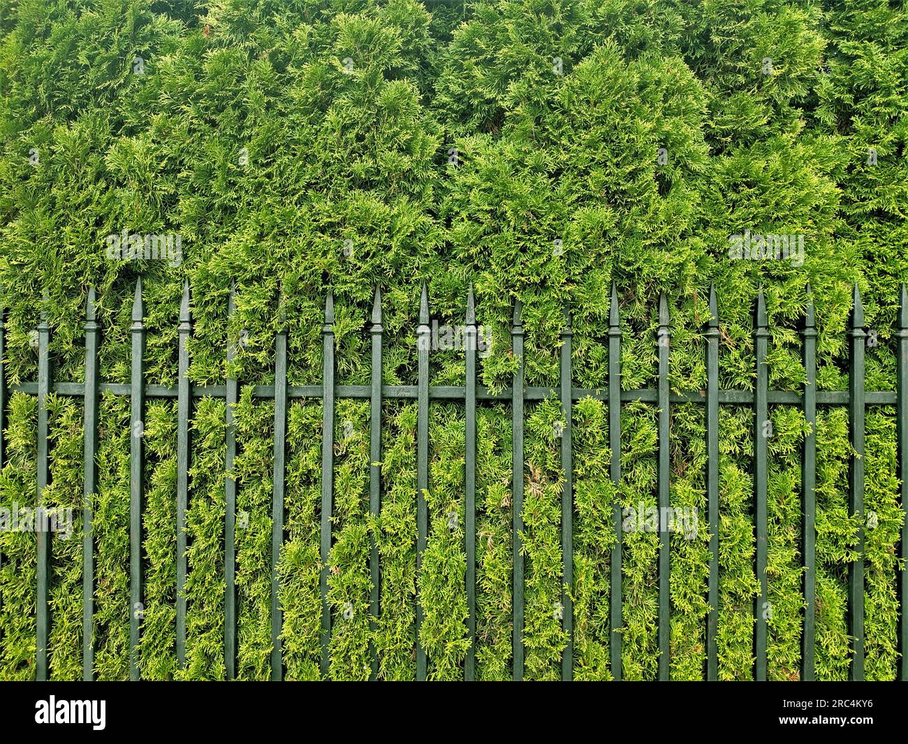Texture of grass or green hedge juniper bush. Background eco panel ivy ...