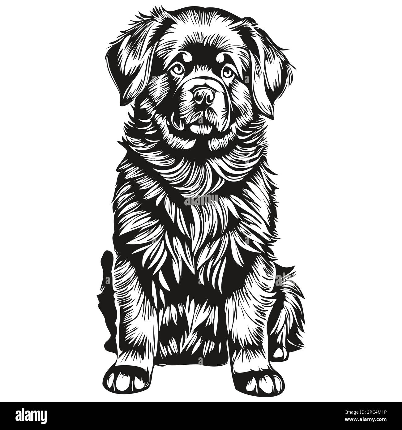 Newfoundland dog vector graphics, hand drawn pencil animal line ...