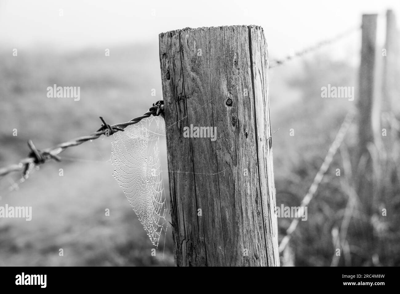 Cobweb and wire Black and White Stock Photos & Images - Alamy