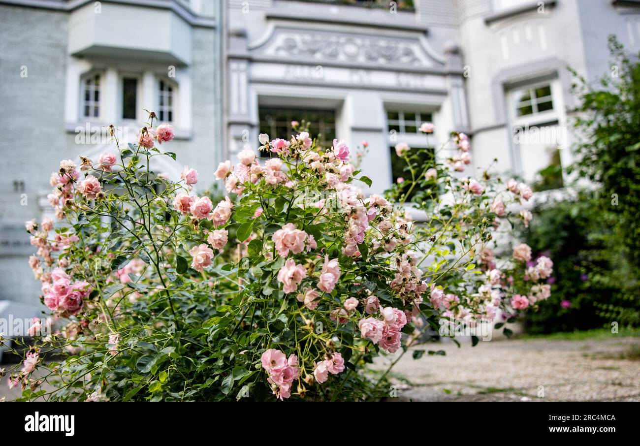 Kiel, Germany. 12th July, 2023. Roses grow outside the front door of ...