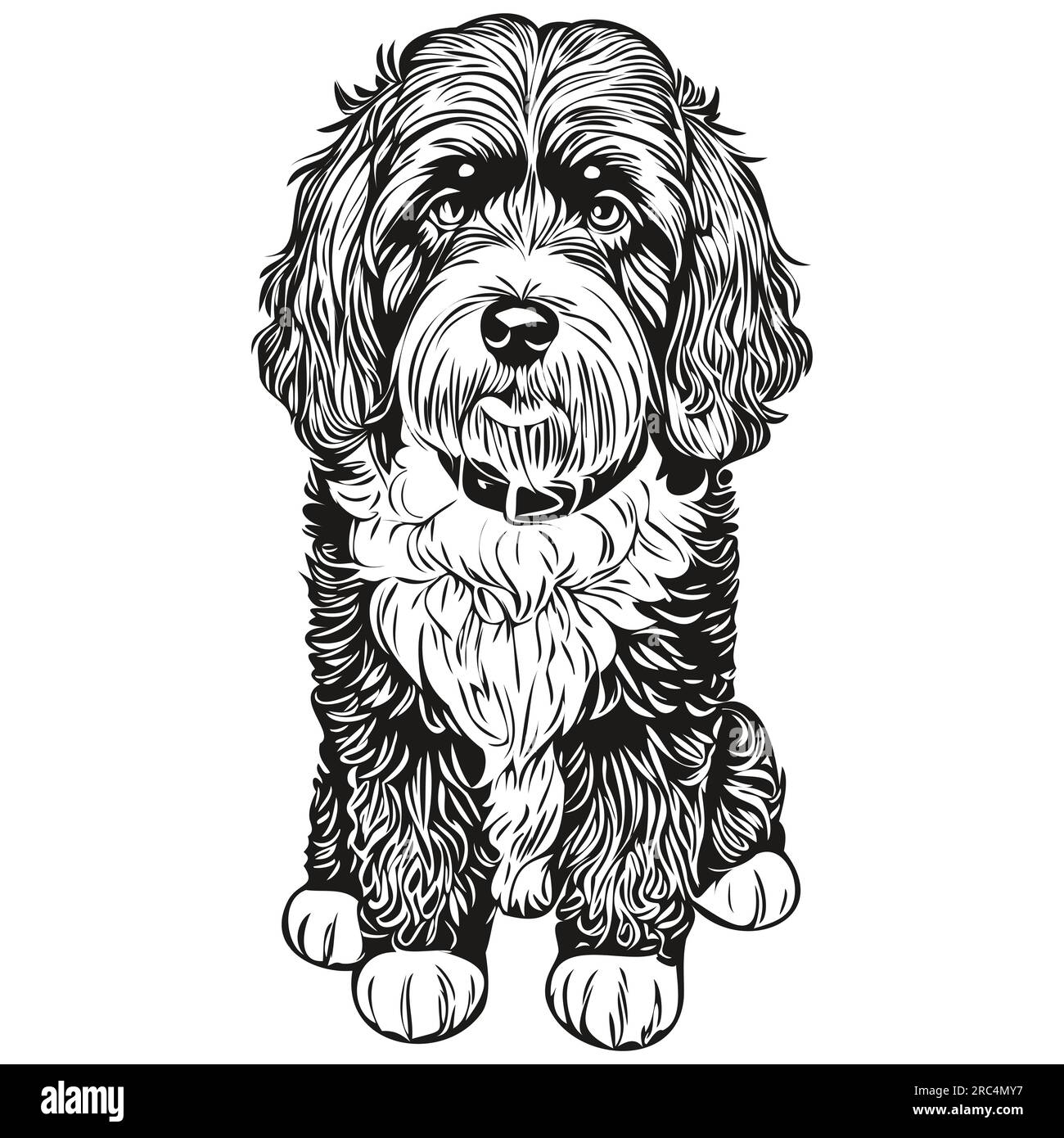 Portuguese water dog portrait Stock Vector Images - Alamy