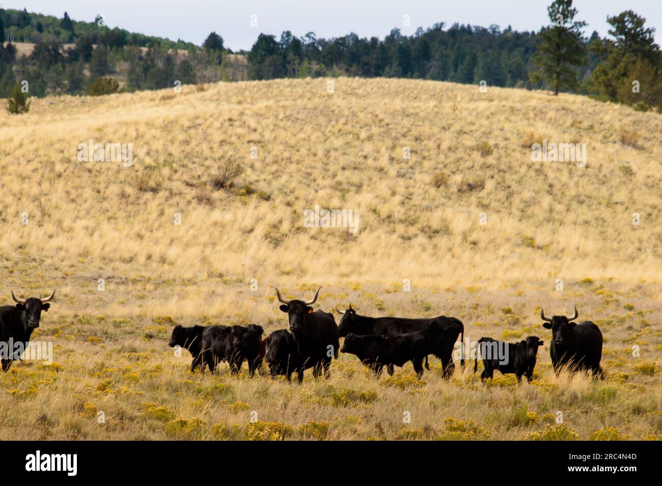 Open range cattle Stock Photo - Alamy