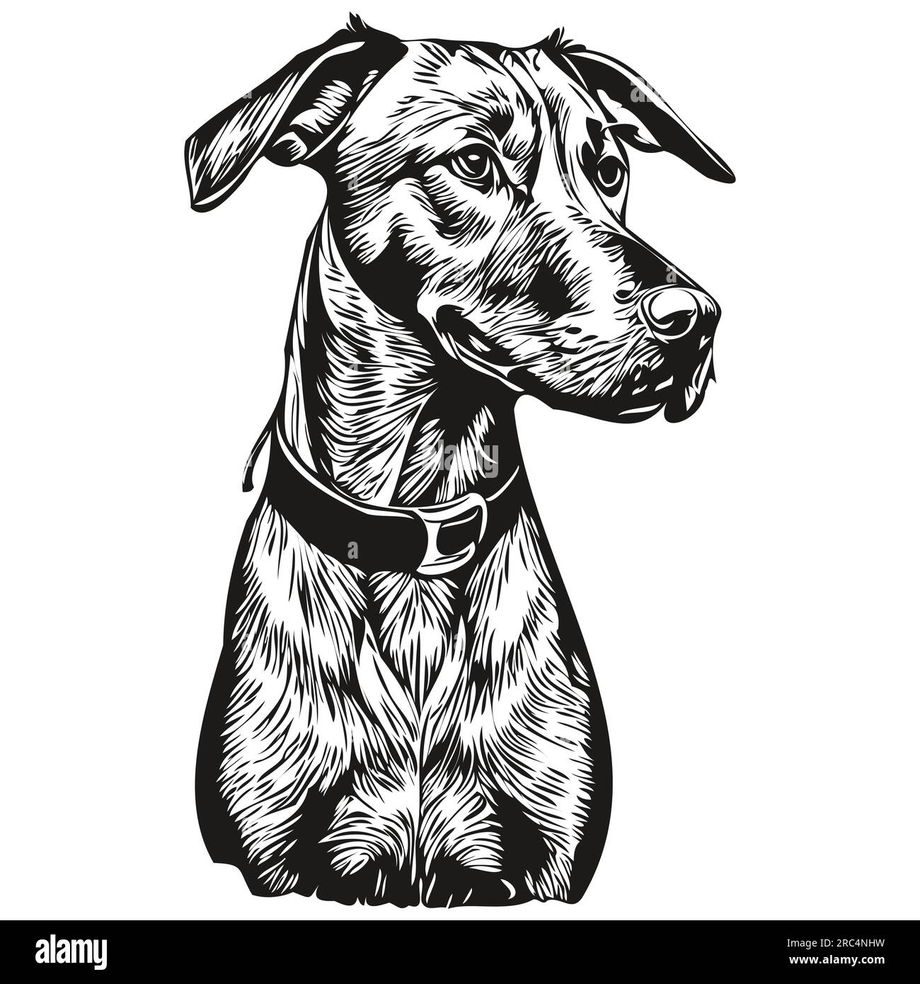 Rhodesian ridgeback silhouette Cut Out Stock Images & Pictures - Alamy