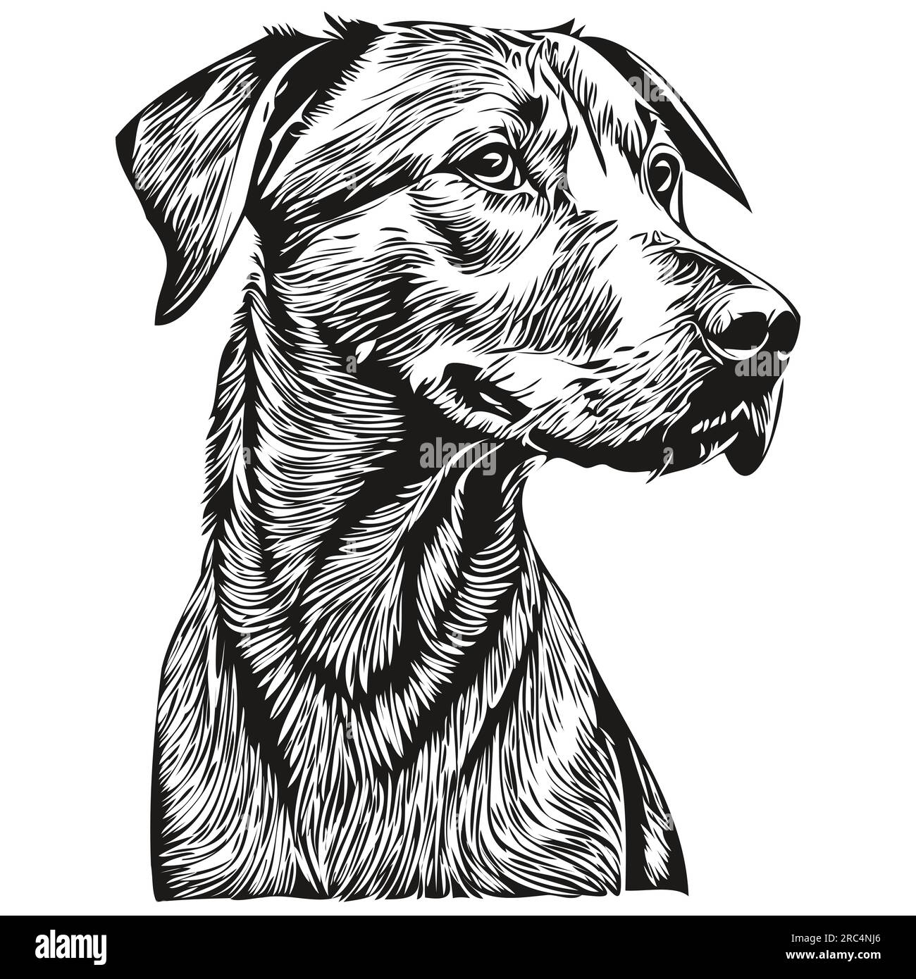 Rhodesian ridgeback silhouette Cut Out Stock Images & Pictures - Alamy