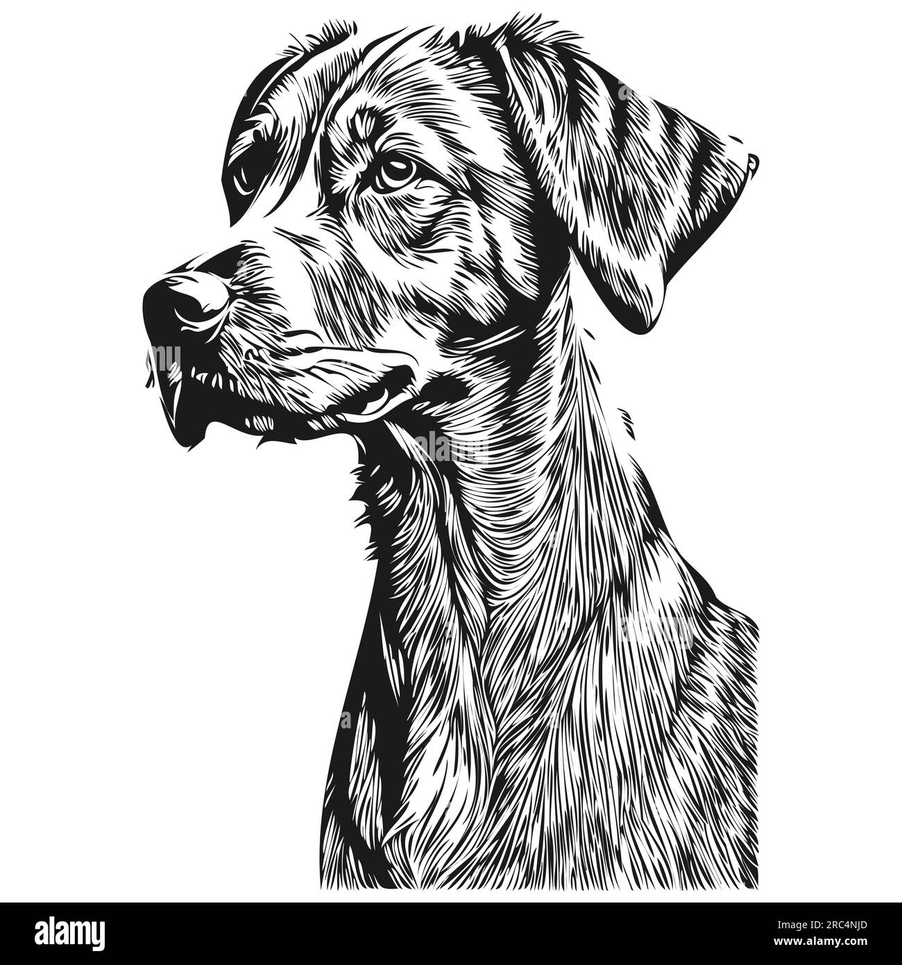 White rhodesian Stock Vector Images - Alamy