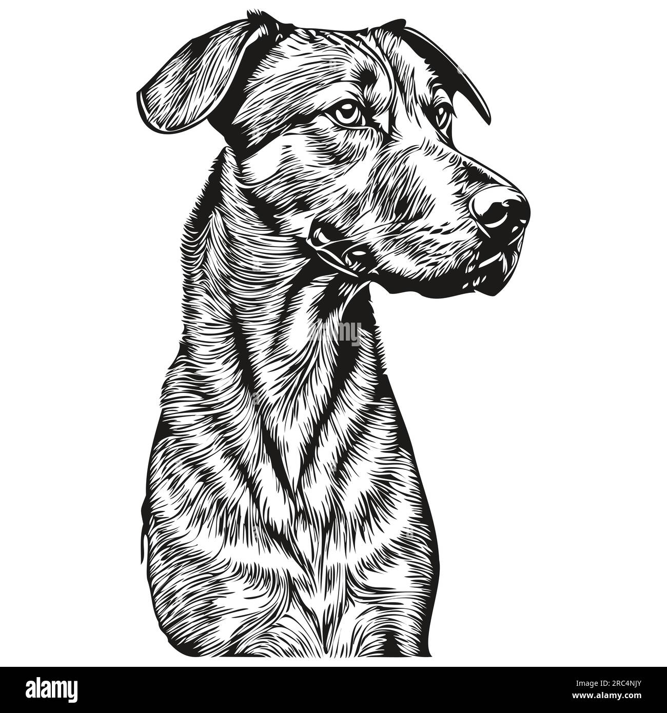 Rhodesian ridgeback silhouette hi-res stock photography and images - Alamy