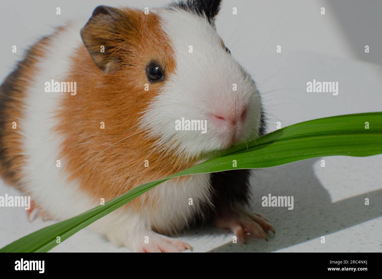 Gnawing cuteness! Captivating image of a guinea pig, highlighting the ...