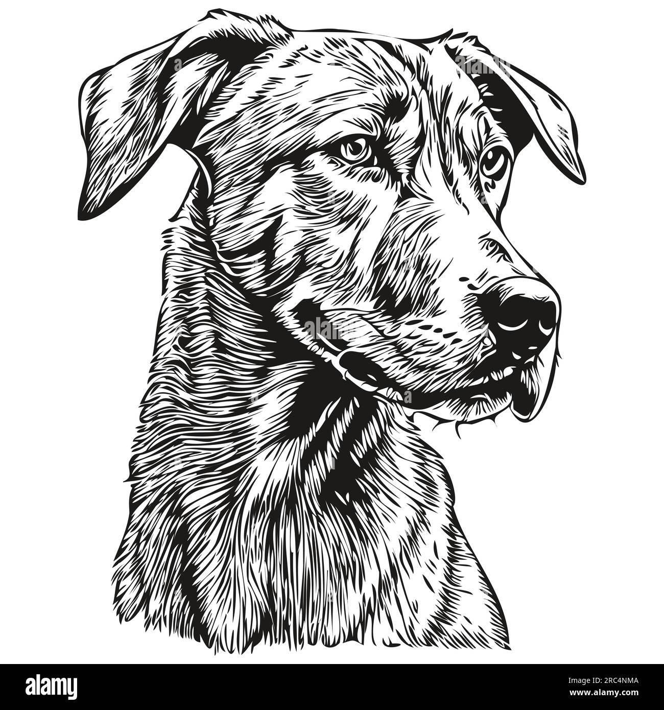 Rhodesian vector vectors Stock Vector Images - Alamy