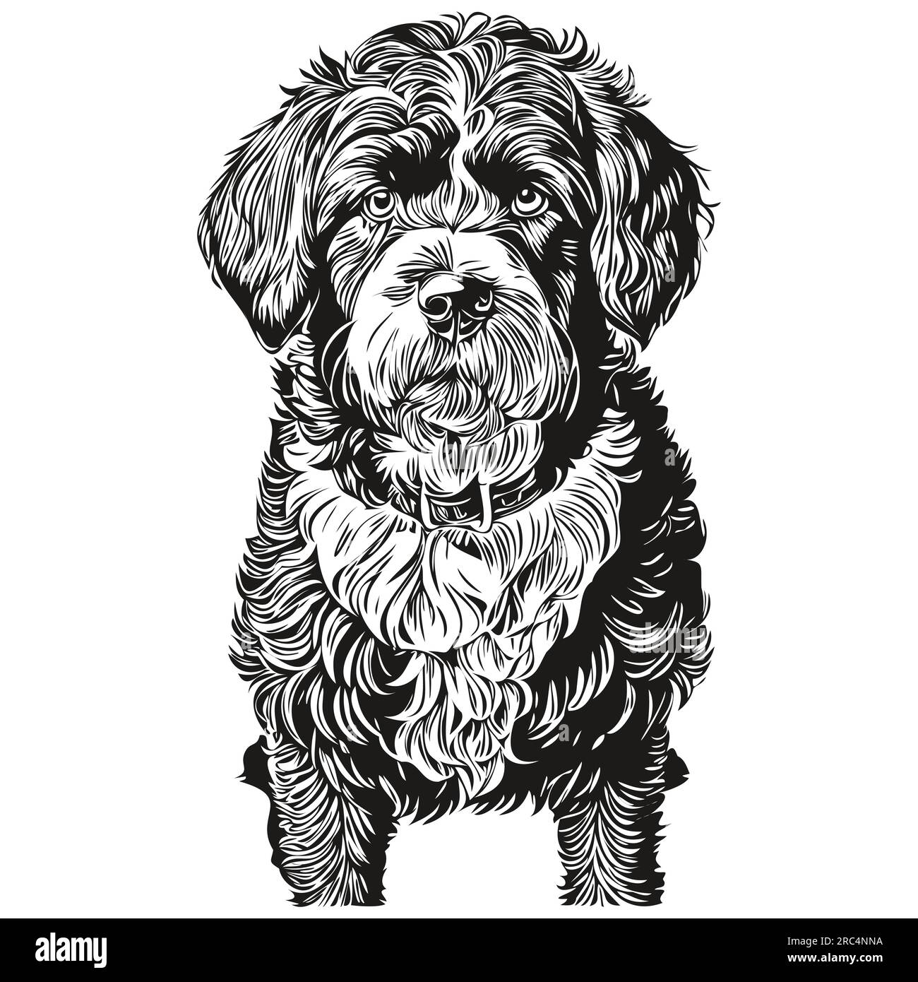 Portuguese water dog portrait Stock Vector Images - Alamy