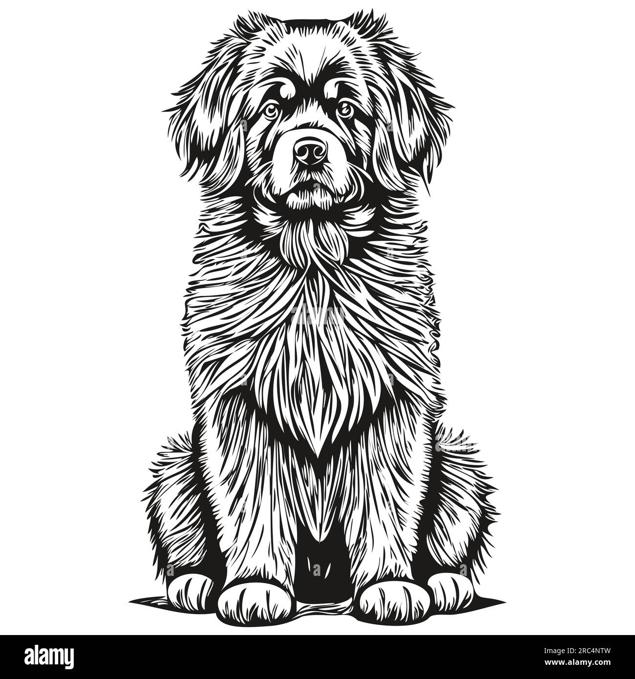 Newfoundland isolated Stock Vector Images - Alamy